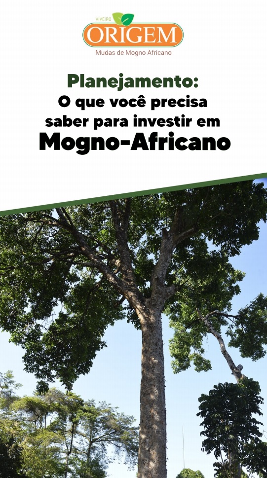 Live Lançamento Guia do Planejamento - Mudas Origem